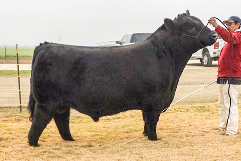 Colburn Primo 5153 - Colburn Cattle Company