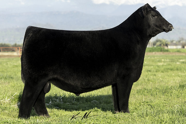 Colburn Primo 5153 - Colburn Cattle Company